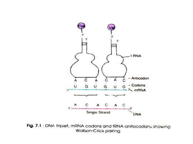 Wobble hypothesis AND new genetic code | PPTX | Chemistry | Science