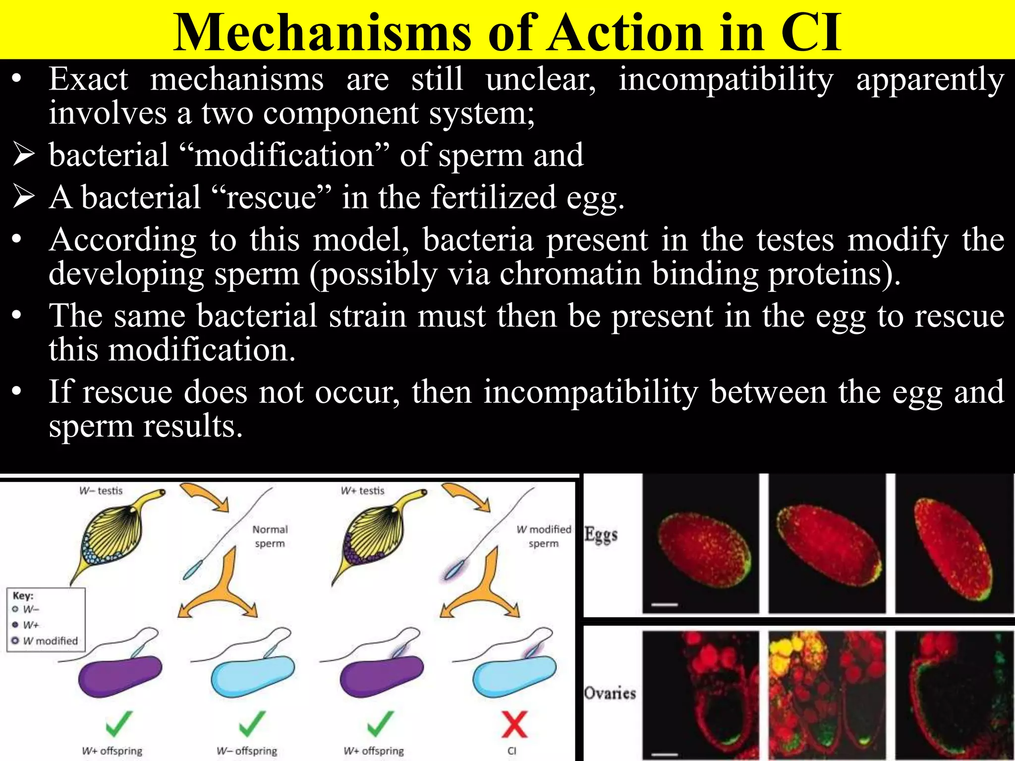 Wolbachia based strategies to control insect pests and disease vectors | PPTX