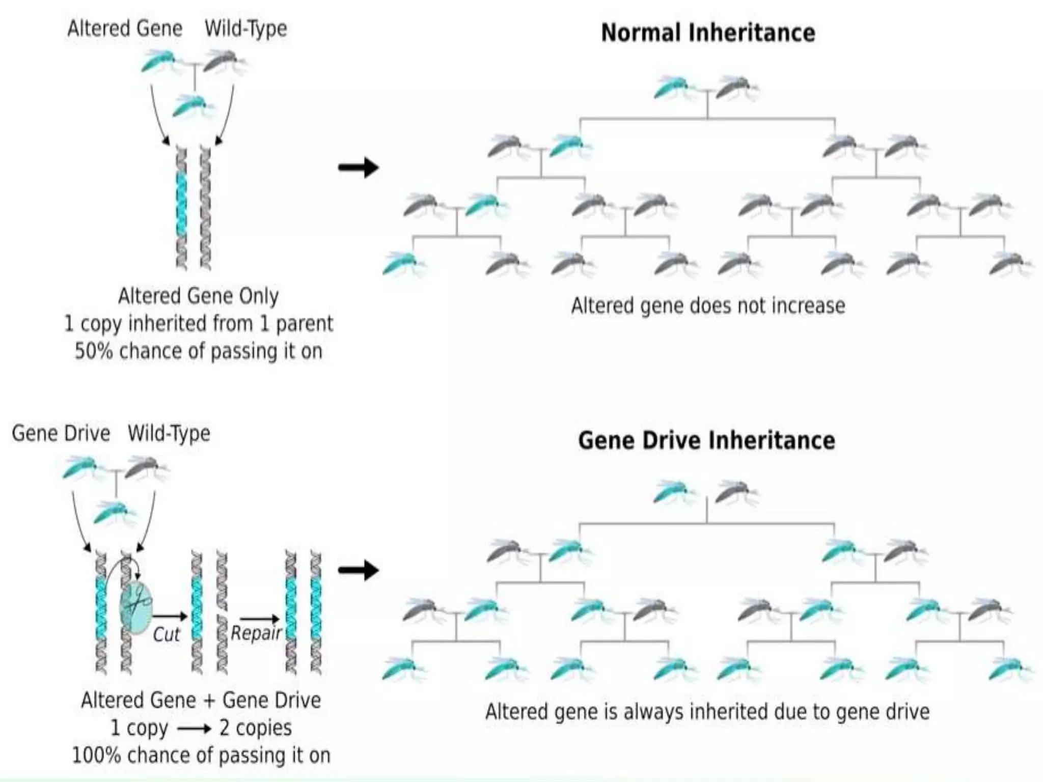 Wolbachia based strategies to control insect pests and disease vectors | PPTX