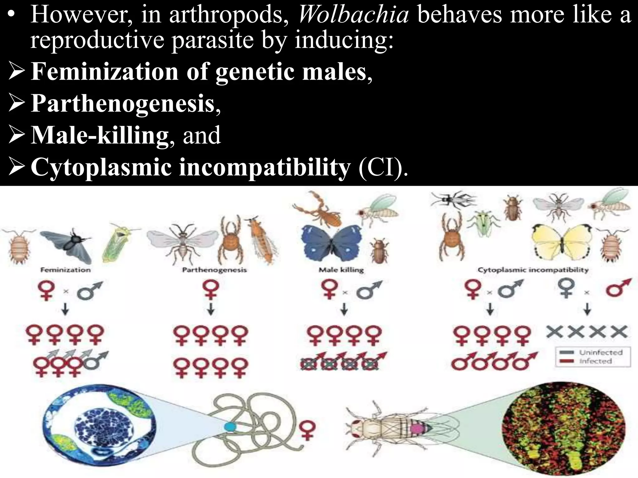 Wolbachia based strategies to control insect pests and disease vectors ...