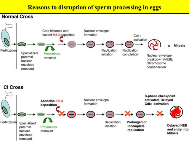 Wolbachia based strategies to control insect pests and disease vectors ...