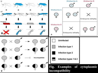 Wolbachia based strategies to control insect pests and disease vectors ...