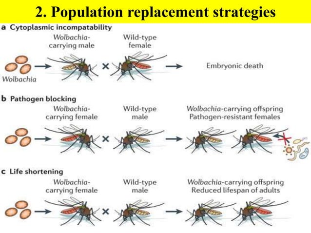 Wolbachia based strategies to control insect pests and disease vectors | PPTX