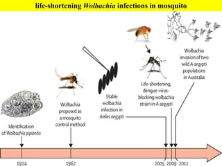 Wolbachia based strategies to control insect pests and disease vectors ...