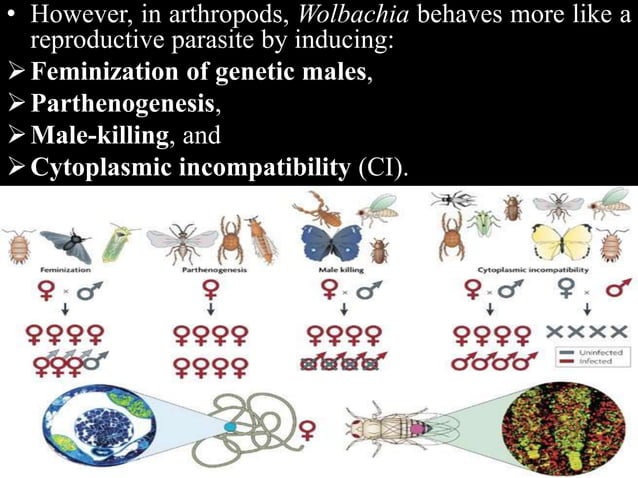 Wolbachia based strategies to control insect pests and disease vectors | PPTX
