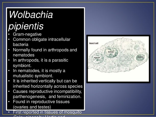 Wolbachia Obligate Intracellular Symbiont Reproductive Strategies