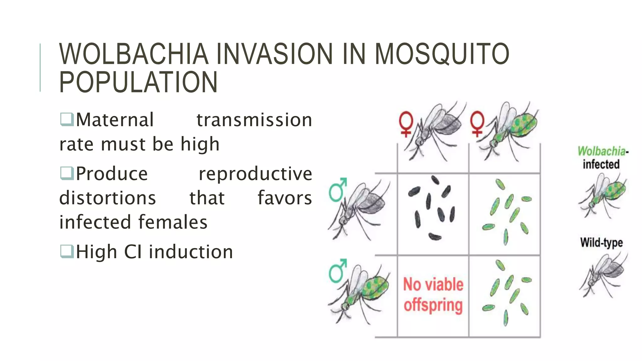 Wolbachia and dengue virus | PPTX