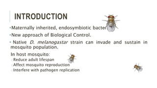 Wolbachia and dengue virus | PPTX