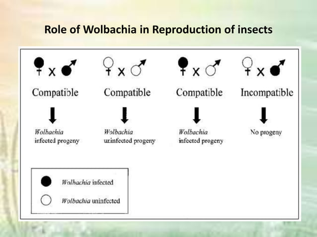 Wolbachia the biology of cytoplasmic incompatibility | PPTX