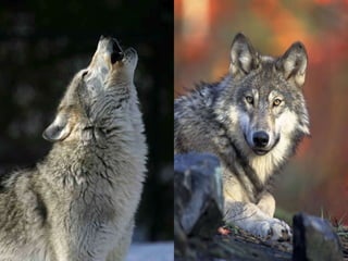 Wolf | PPS