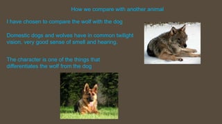 WOLF | PPTX