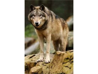 Wolf | PPT