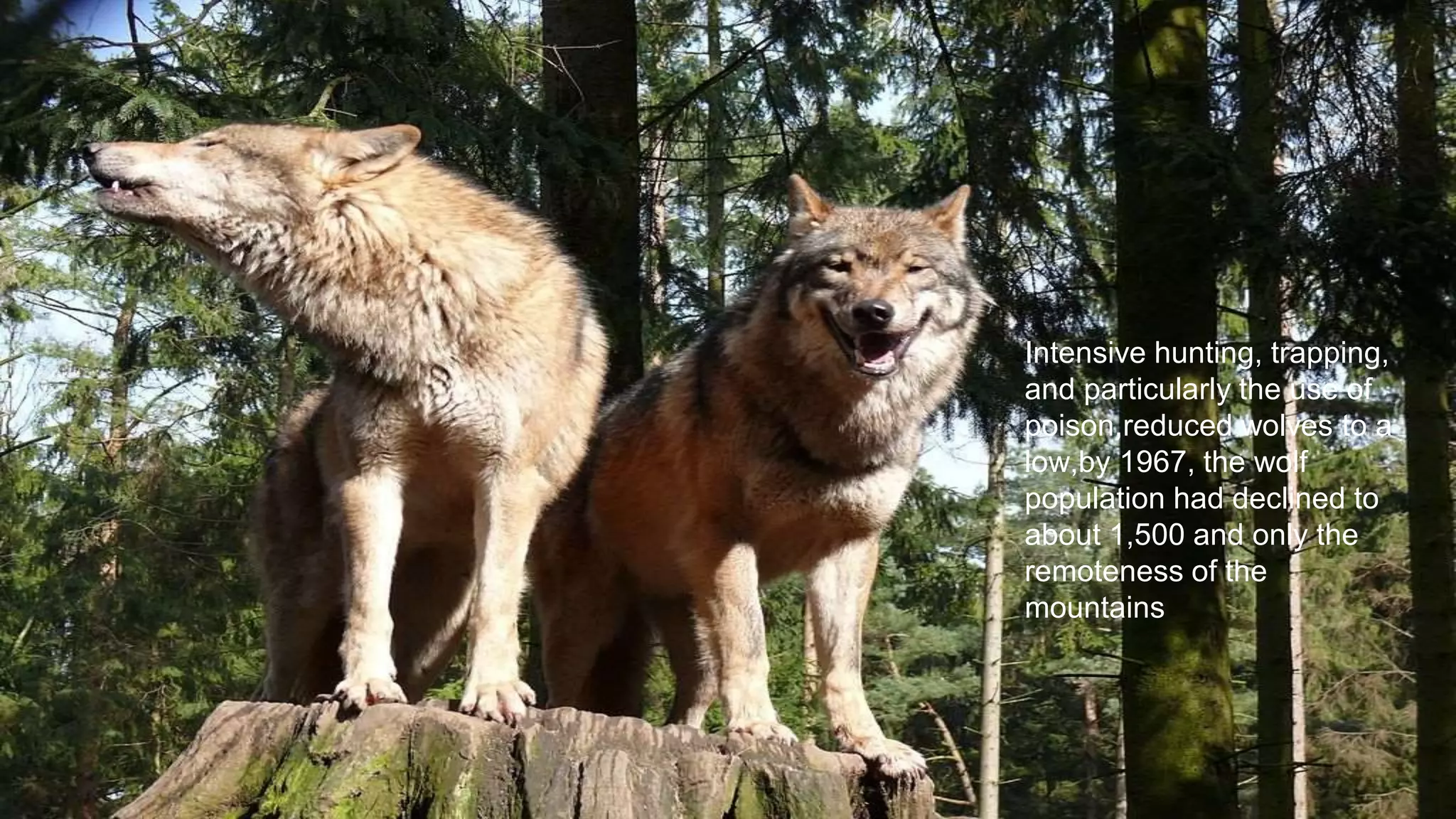 Wolf | PPT