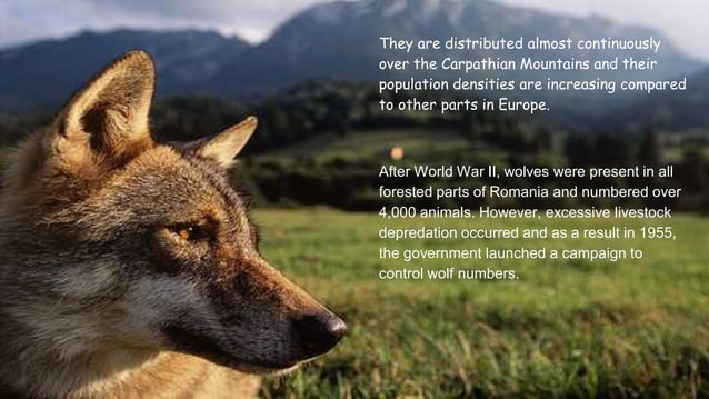 Wolf | PPT