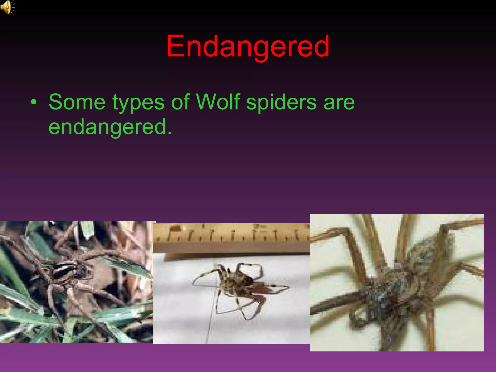 Wolf Spiders | PPT