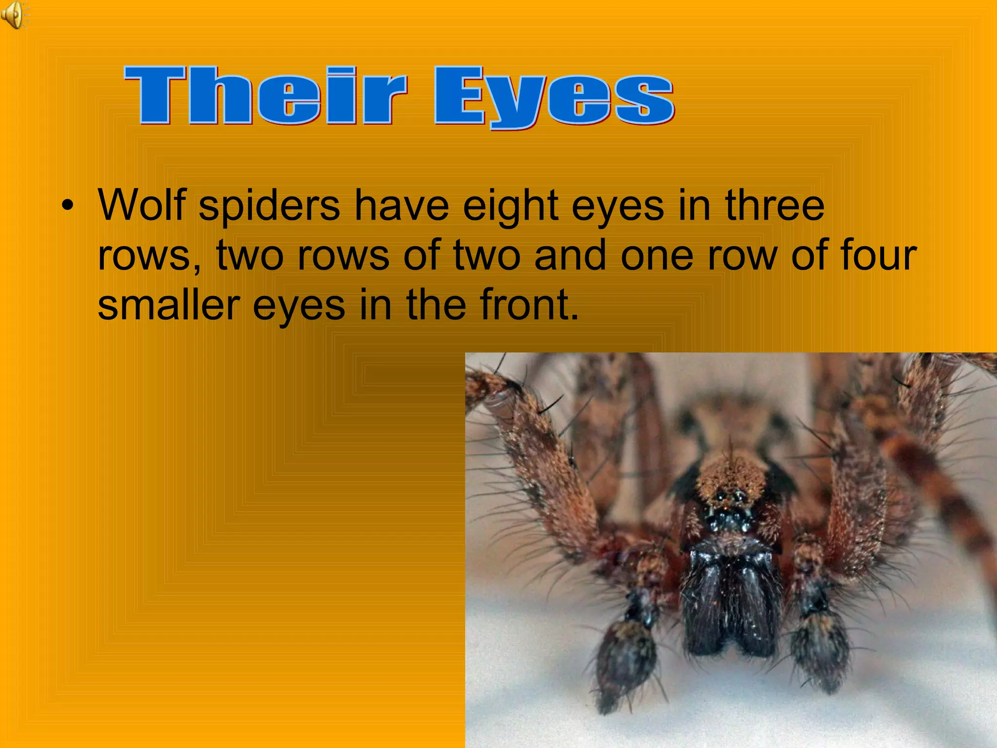 Wolf Spiders | PPT