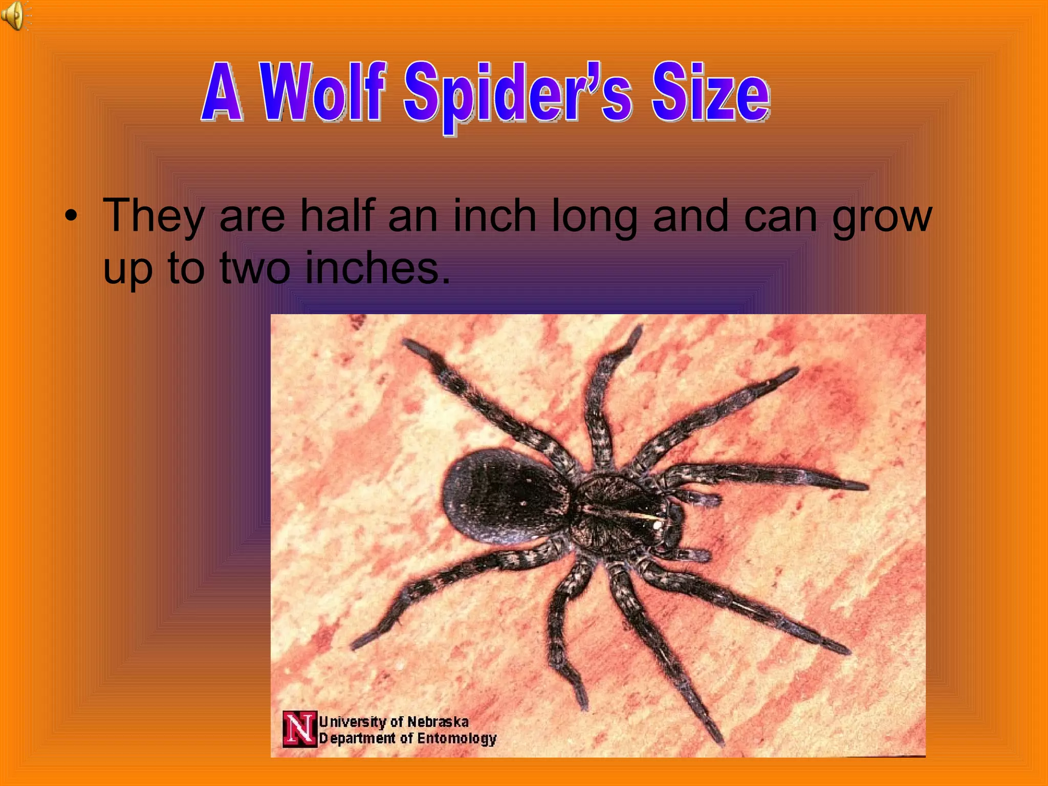 Wolf Spiders | PPT