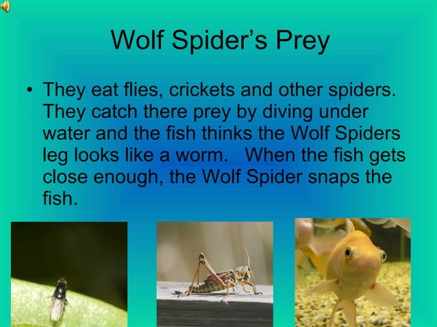Wolf Spiders | PPT