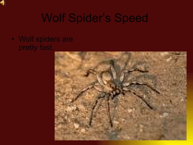 Wolf Spiders | PPT