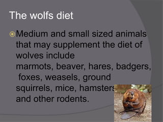 Wolf by seth soper | PPTX | Dogs | Pets