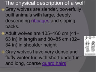 Wolf by seth soper | PPTX | Dogs | Pets