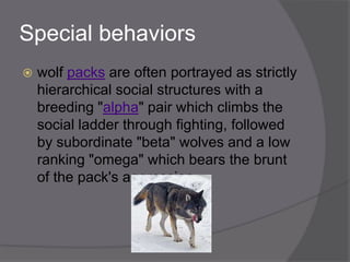 Wolf by seth soper | PPTX | Dogs | Pets