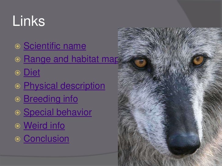 Types Of Wolves List