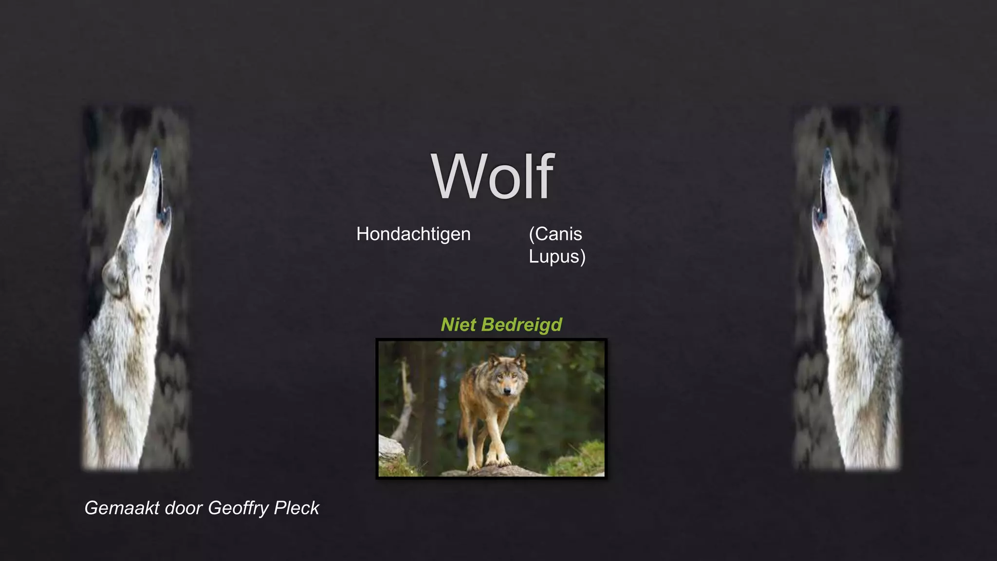 Powerpoint Spreekbeurt over de Wolf (canis lupus) | PPT
