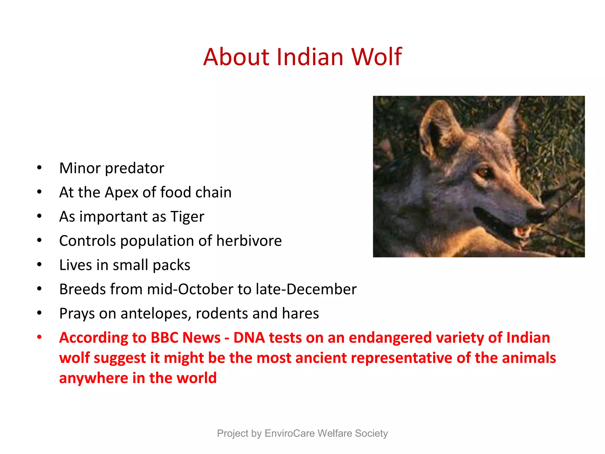 Wolf conservation project | PPTX