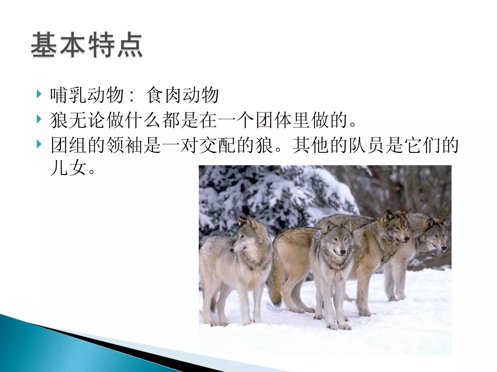 Chinese Wolf Presentation | PPT