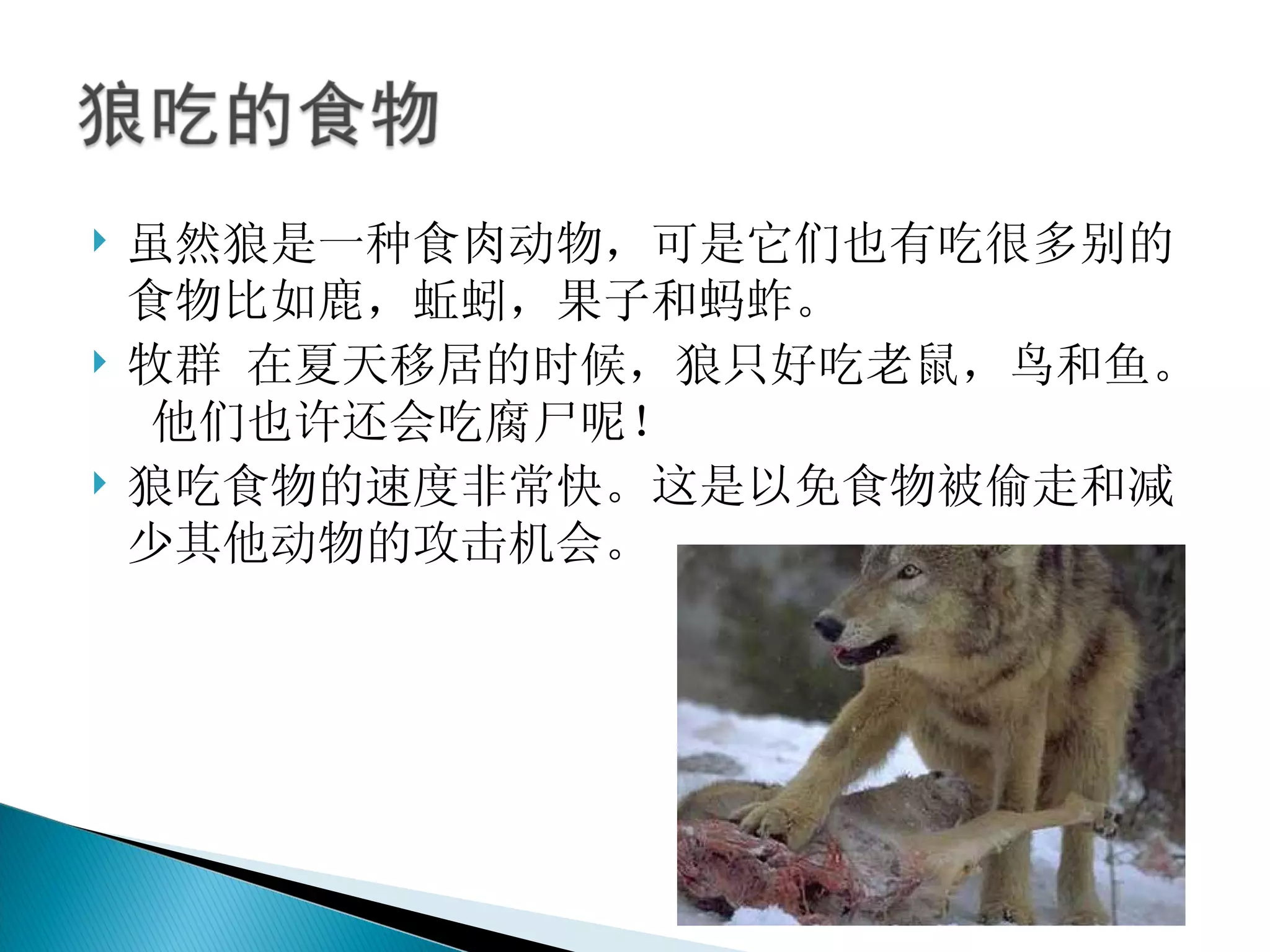 Chinese Wolf Presentation | PPT