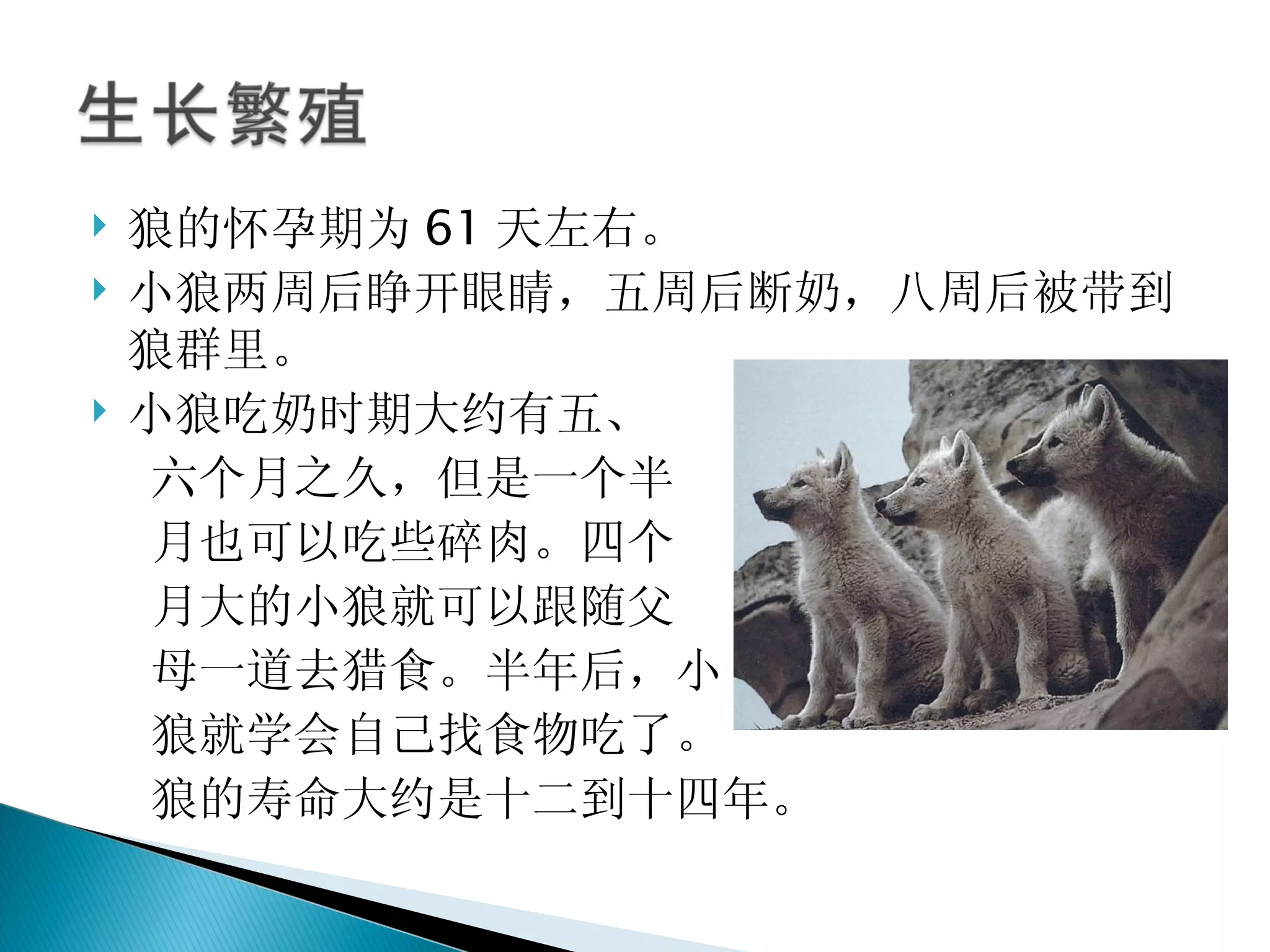 Chinese Wolf Presentation | PPT