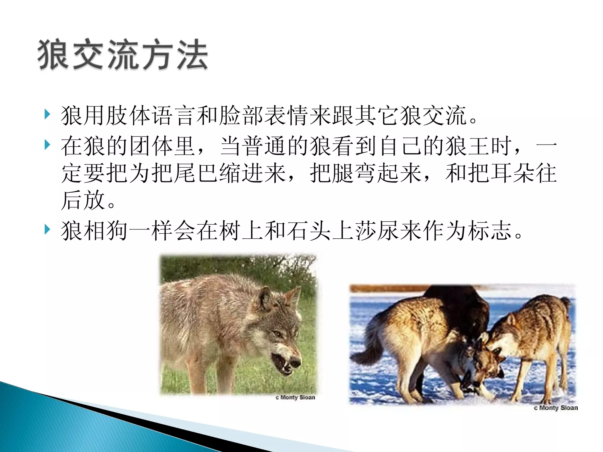 Chinese Wolf Presentation | PPT