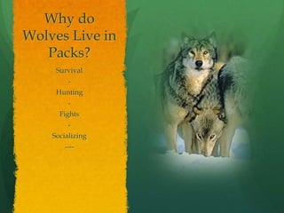 Wolf presentation | PPTX