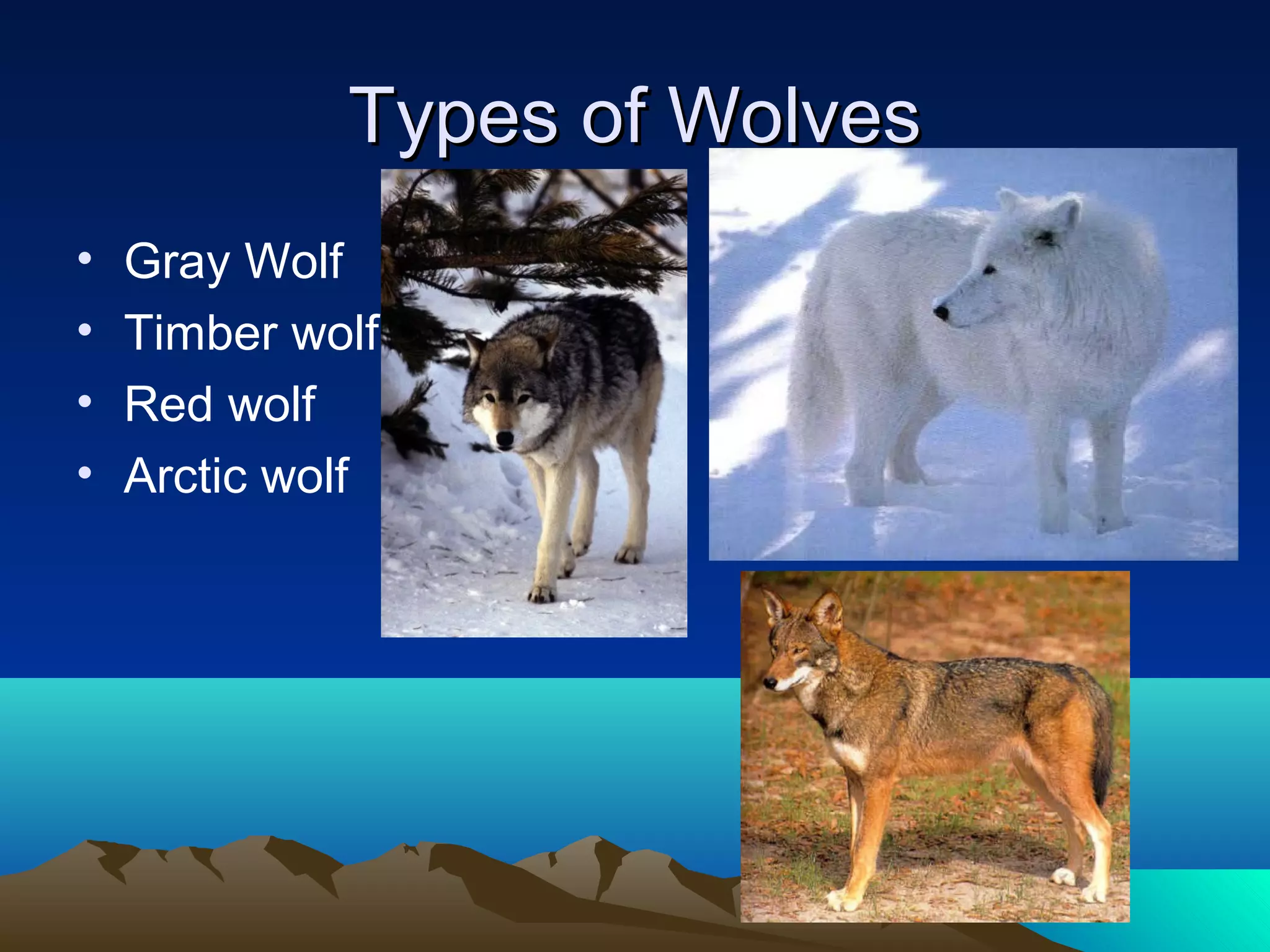 The Life Of wolves and some facts about Them | PPT