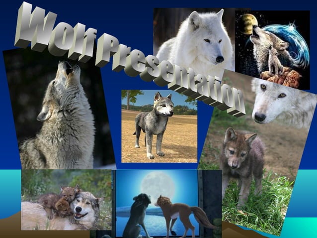 The Life Of wolves and some facts about Them | PPT | Dogs | Pets