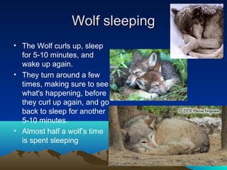 The Life Of wolves and some facts about Them | PPT