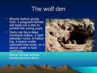 The Life Of wolves and some facts about Them | PPT