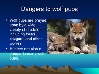 The Life Of wolves and some facts about Them | PPT