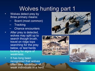 The Life Of wolves and some facts about Them | PPT