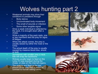 The Life Of wolves and some facts about Them | PPT