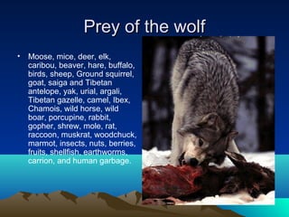 The Life Of wolves and some facts about Them | PPT