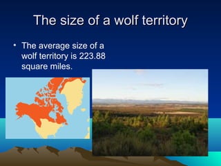 The Life Of wolves and some facts about Them | PPT