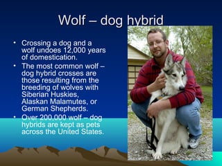 The Life Of wolves and some facts about Them | PPT