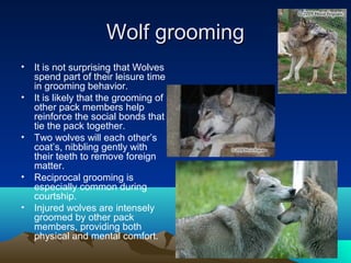 The Life Of wolves and some facts about Them | PPT