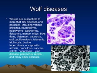 The Life Of wolves and some facts about Them | PPT
