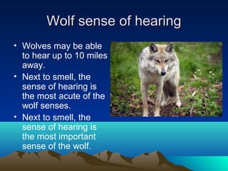 The Life Of wolves and some facts about Them | PPT