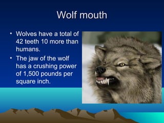 The Life Of wolves and some facts about Them | PPT
