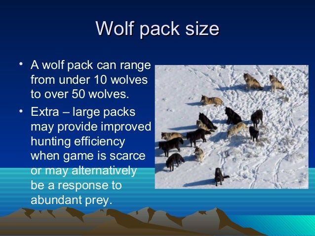 The Life Of wolves and some facts about Them