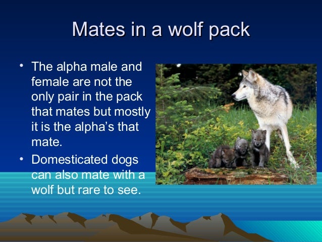The Life Of wolves and some facts about Them